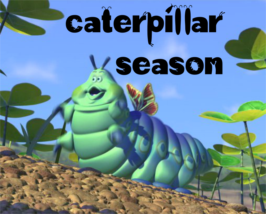 Coronavirus Quarantine = Caterpillar Season – Steven Gruber's